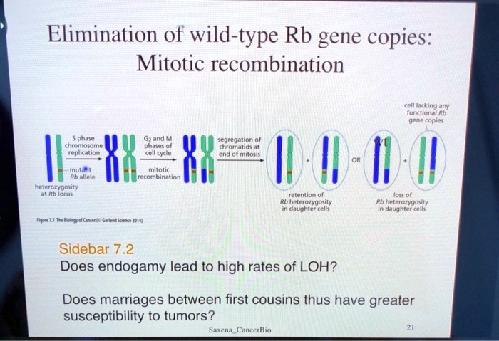 SOLVED:Elimination of wild-type Rb gene copies: Mitotic recombination ...