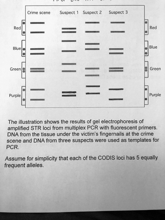 SOLVED:Crime scene Suspect Suspect 2 Suspect Red Red Blue Blue Green ...