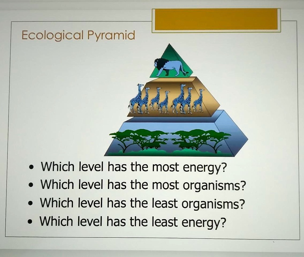 [GET ANSWER] Ecological Pyramid • Which level has the most energy ...