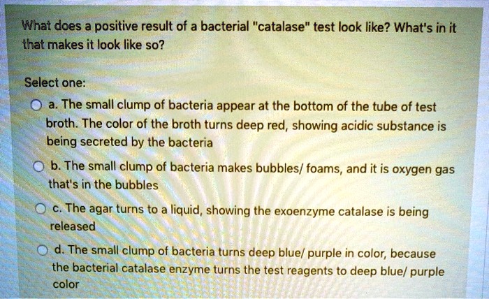 SOLVED: What does a positive result of a bacterial "catalase" test look ...