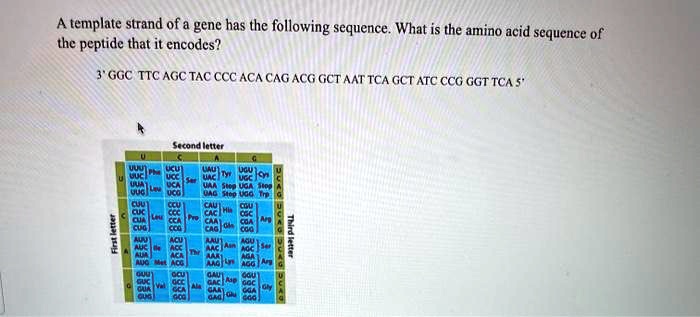 SOLVED: template strand of a gene has the following sequence: What is ...