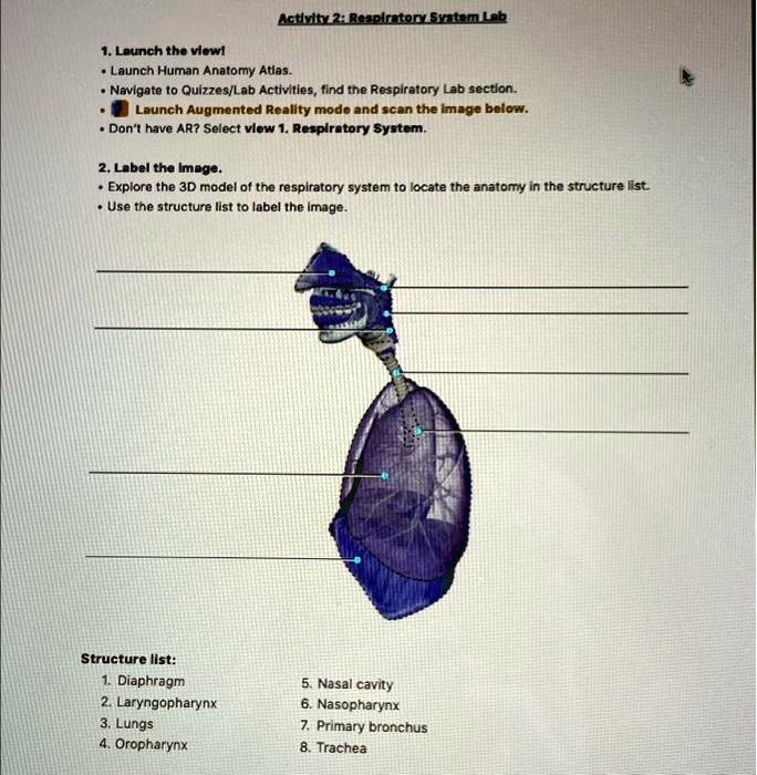 1. Launch the view! Activity 2: Respiratory System Lab • Launch Human ...