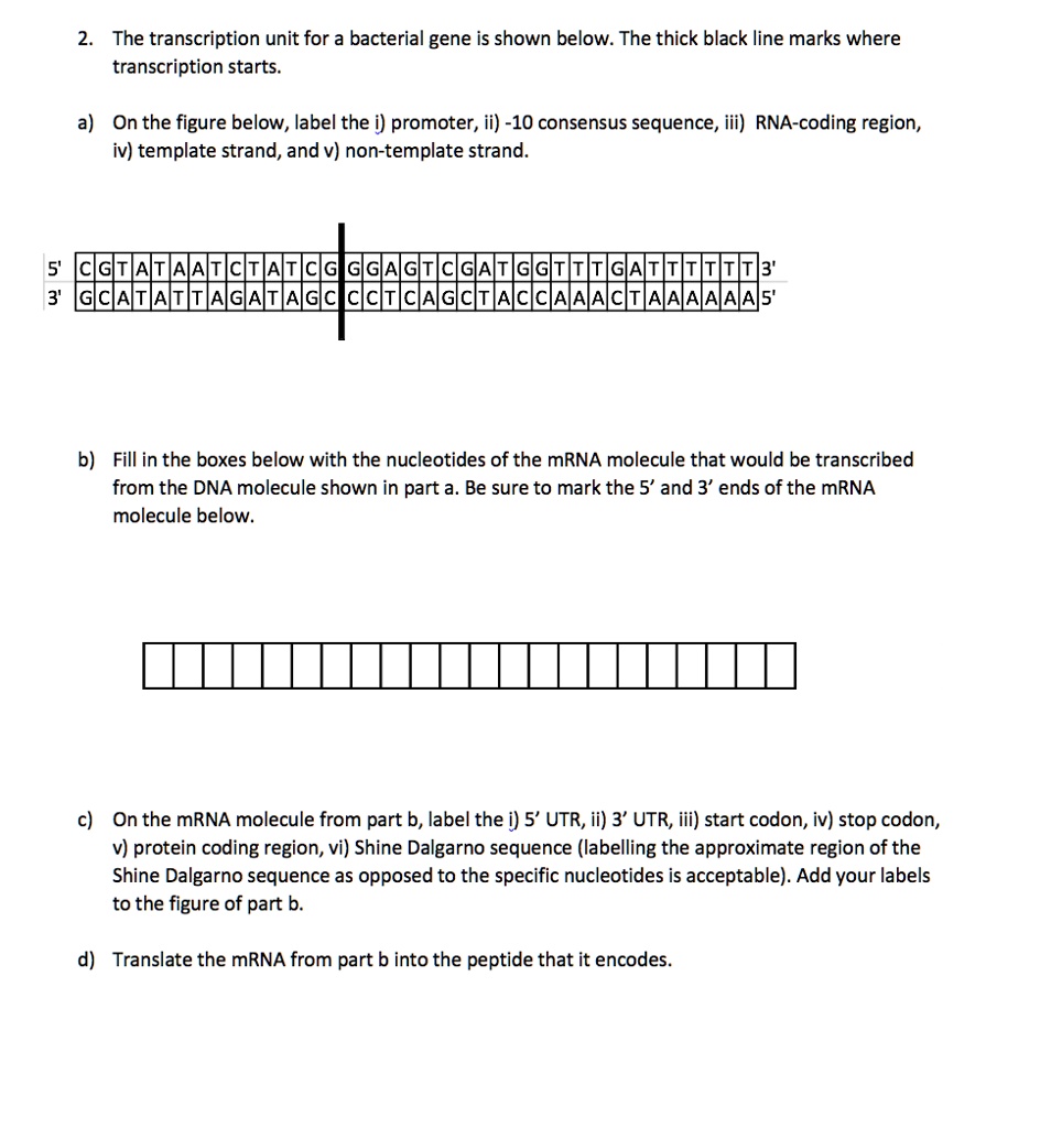 SOLVED: The transcription unit for a bacterial gene is shown below: The ...
