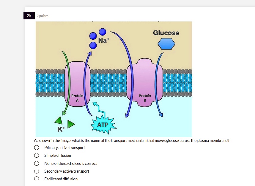 25 2 points K+ Protein A Glucose Na+ ATP Protein B As shown in the ...