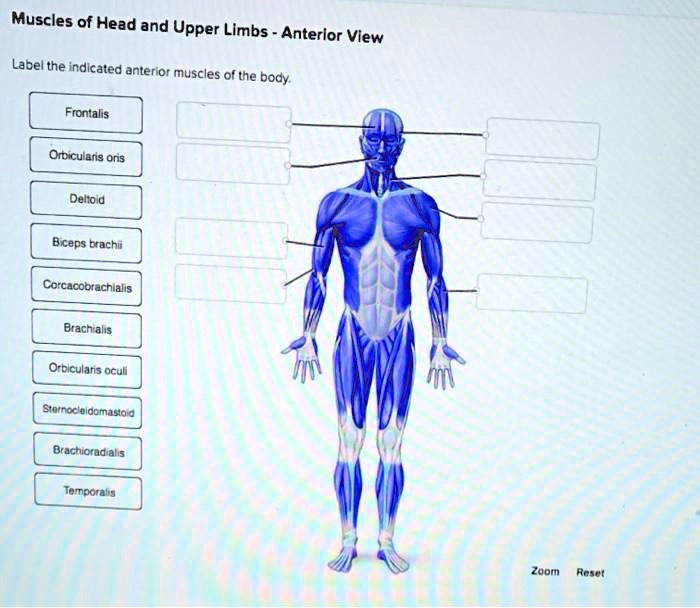 Muscles of Head and Upper Limbs - Anterior View Label the indicated ...