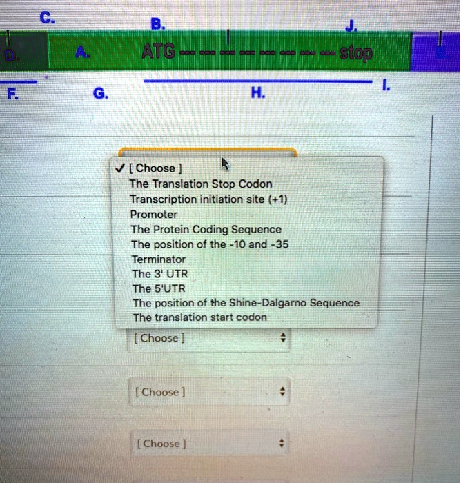 atg h 7 choose the translation stop codon transcription initiation site ...