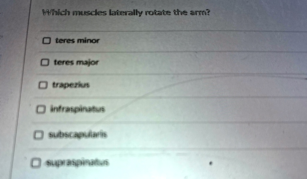 which muscles laterally rotate the arm teres minor teres major ...