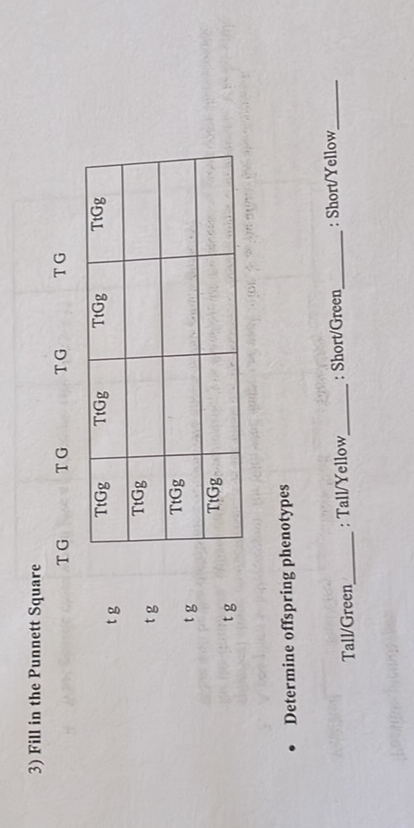 SOLVED: 3) Fil in the Punnett Square TG TG TG TG TiGg TiOg TTGg TiOg ...