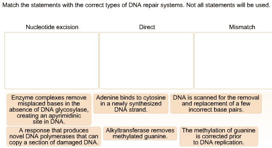 SOLVED: Match the statements with the correct types of DNA repair ...