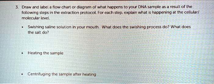 draw and label flow chart or diagram ol whal happens t0 your dna sample as a result of the ...