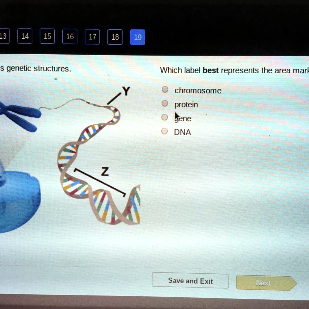 SOLVED: 'Which label best represents the area marked y? Please help ...