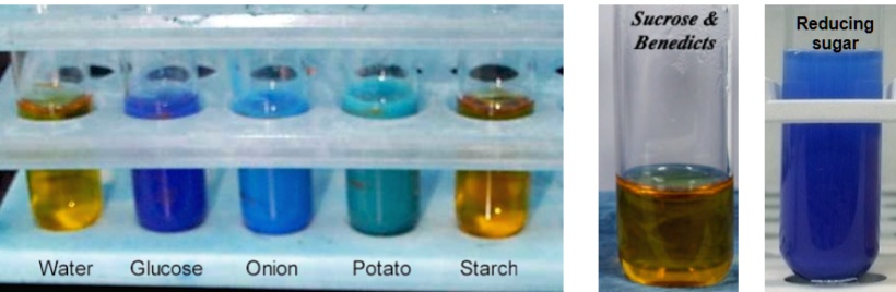 Sucrose Reducing Sugar Test