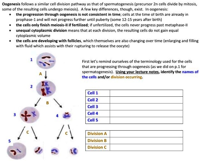 oogenesis follows similar cell division pathway as that of ...