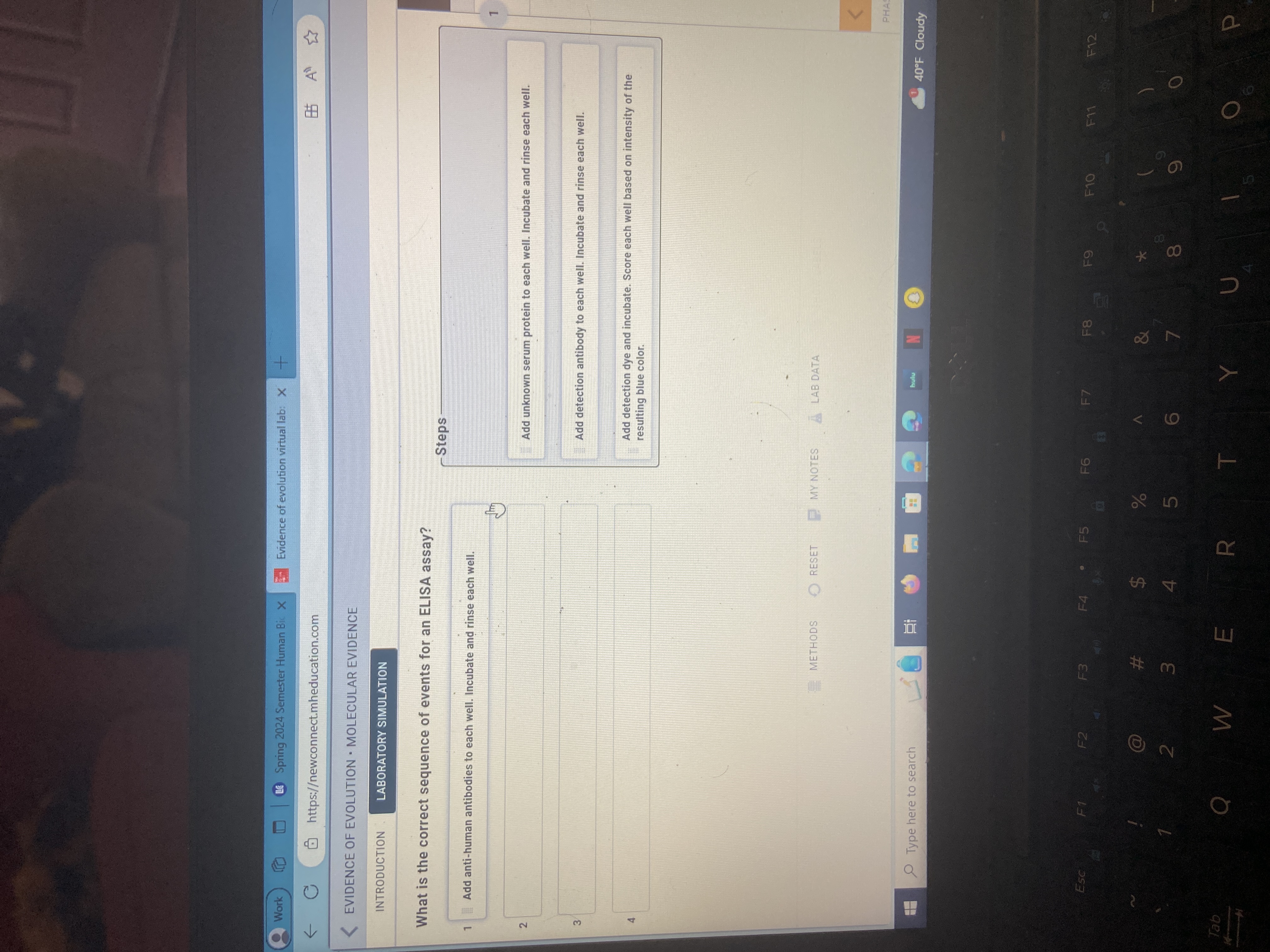 SOLVED: Work Spring 2024 Semester Human Bic X Evidence of evolution ...