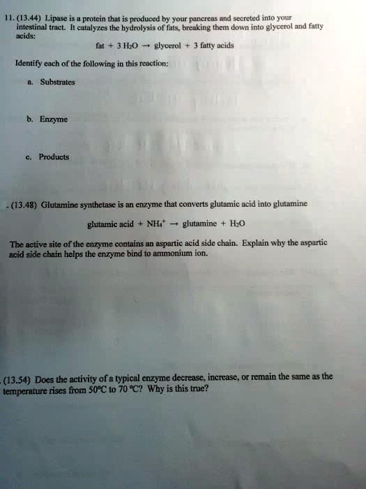 SOLVED: ' Lipase is a protein that is produced by your pancreas and ...