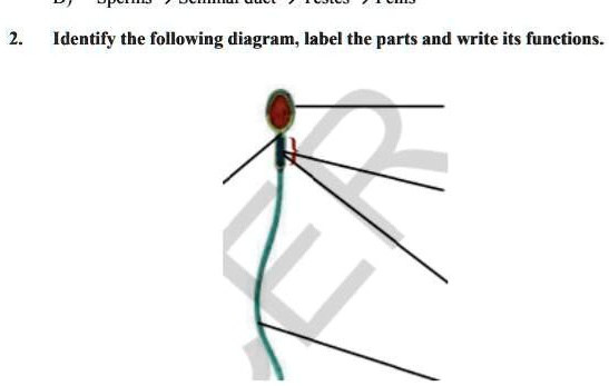 2. Identify the following diagram, label the parts and write its functions.