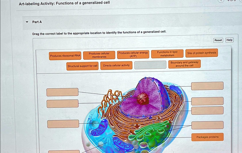 Art-labeling Activity: Functions of a generalized cell Part A Drag the correct label to the ...