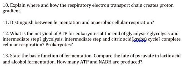 10. Explain where and how the respiratory electron transport chain ...