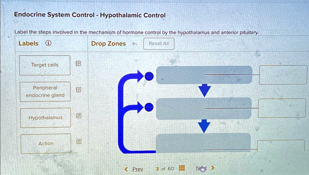 Endocrine System Control - Hypothalamic Control Label the steps ...