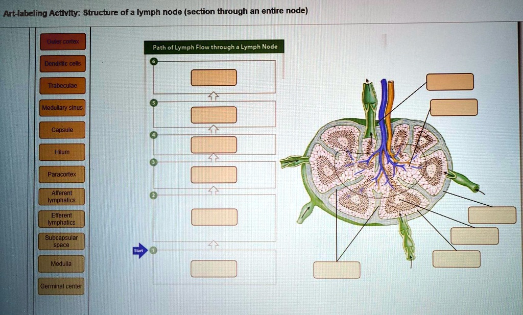 SOLVED: Art-labeling Activity: Structure of a lymph node (section through an entire node) Outer ...