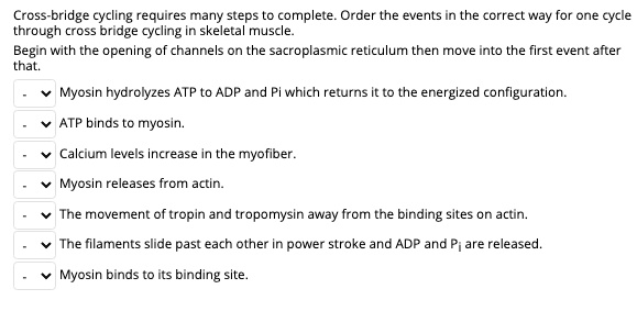 Cross-bridge cycling requires many steps to complete. Order the events in the correct way for ...