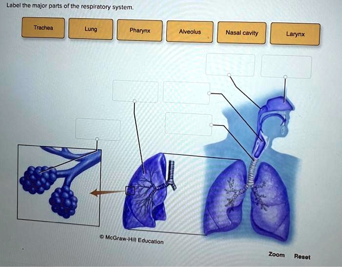 Label the major parts of the respiratory system. Trachea Lung Pharynx ...