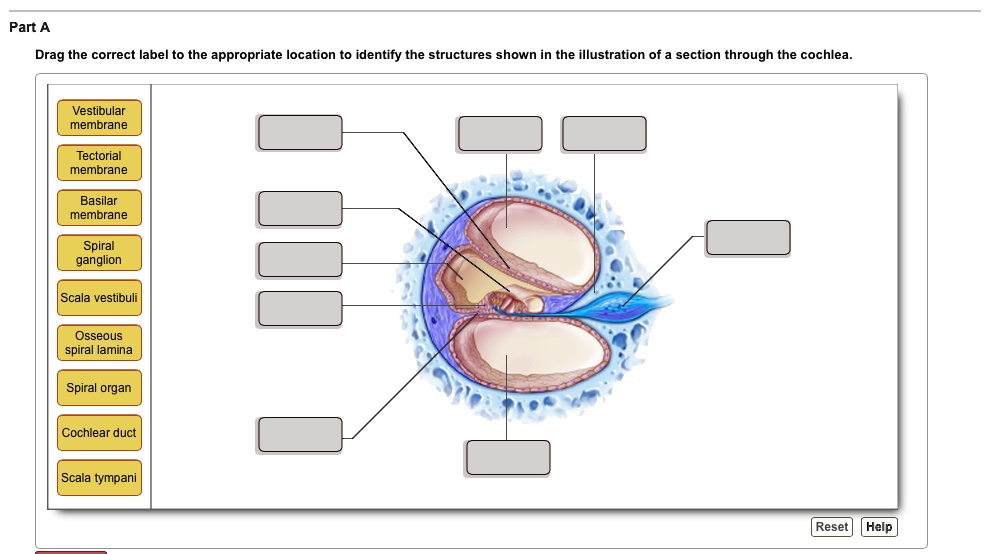 Part A Drag the correct label to the appropriate location to identify the structures shown in ...