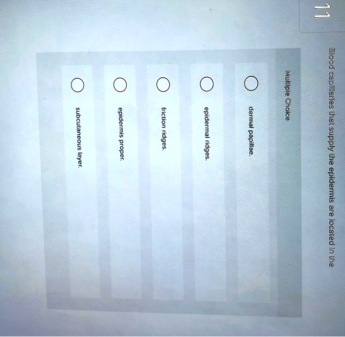 11 Blood capillaries that supply the epidermis are located in the ...