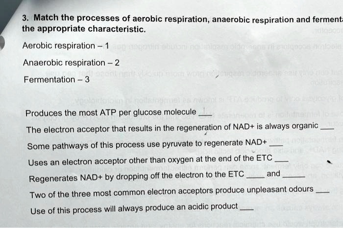 3. Match the processes of aerobic respiration, anaerobic respiration ...
