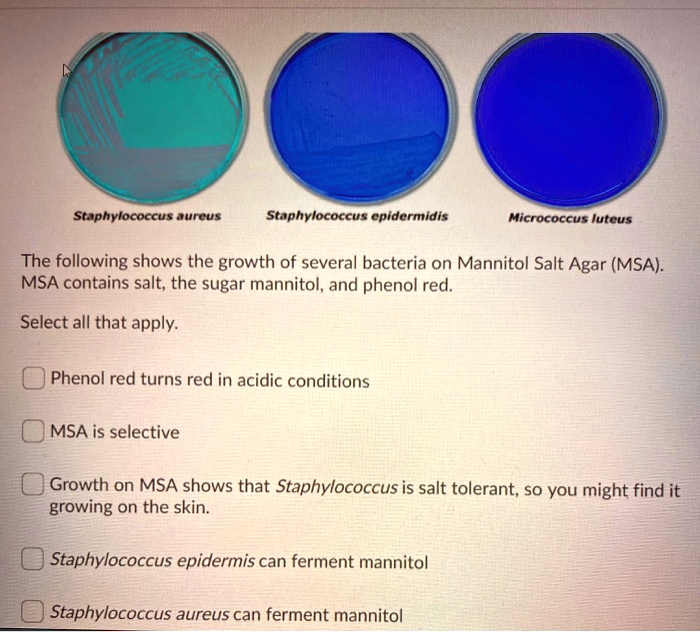 SOLVED: Staphylococcus Jureus Staphylococcus cpidermidis Micrococcus ...