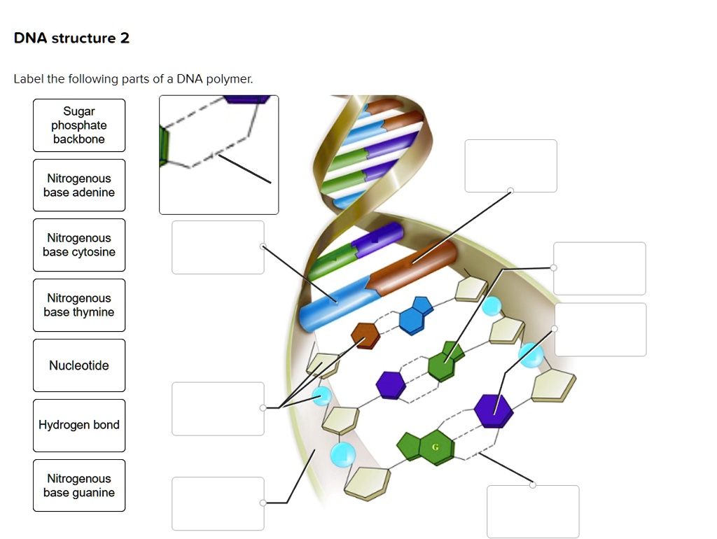 dna structure 2 label the following parts of a dna polymer dna ...