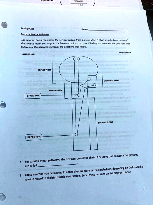 THALAMUS Biology 226 Somatic Motor Pathways Name: The diagram below ...