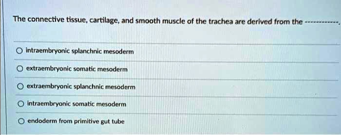 The connective tissue, cartilage, and smooth muscle of the trachea are ...