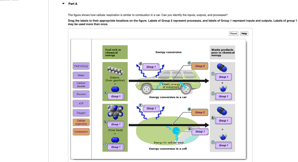 SOLVED: Part A The figure shows how cellular respiration is similar to ... SOLVED: Part A The figure shows how cellular respiration is similar to ...