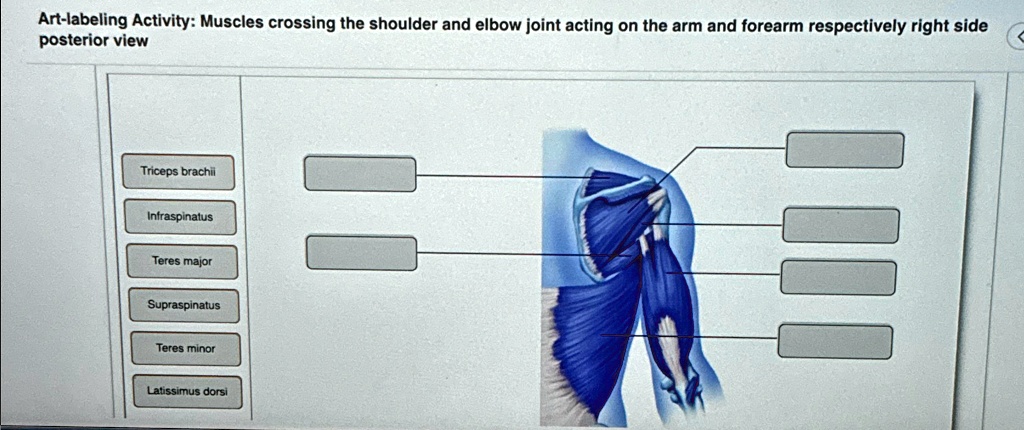 Art-labeling Activity: Muscles crossing the shoulder and elbow joint ...
