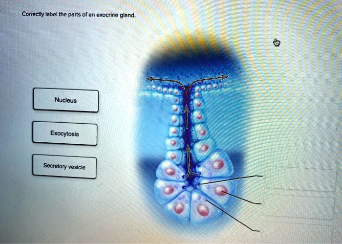 SOLVED: Correctly label the parts of an exocrine gland Nucleus ...