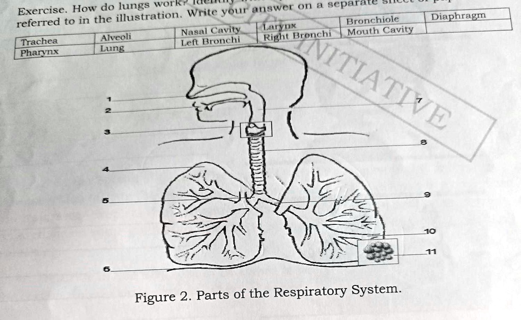 SOLVED: Science subject Grade 9 How do lungs work? Exercise: JnSwCT. On ...