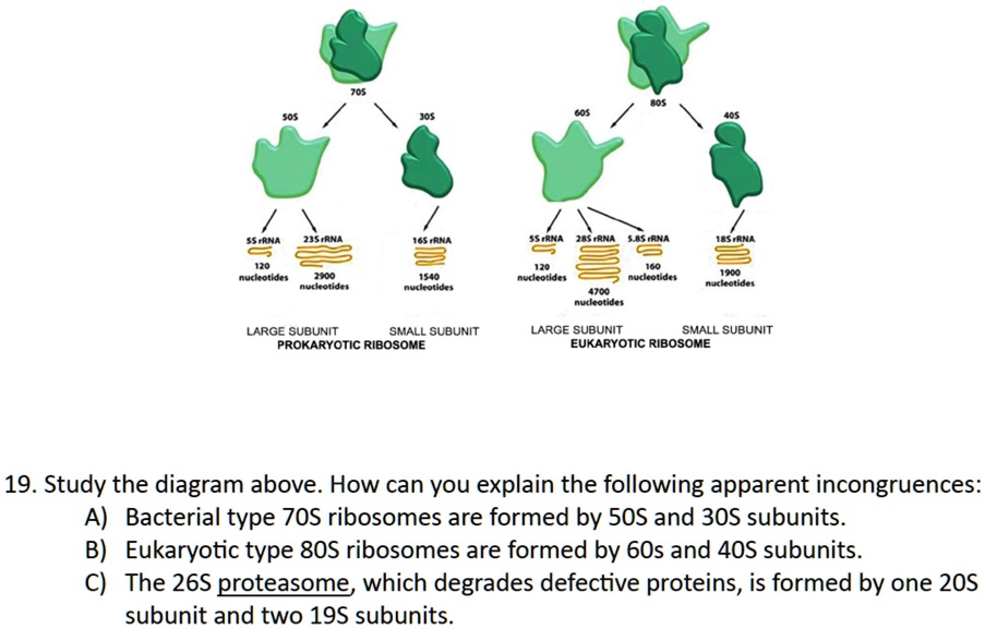 study the diagram above how can you explain the following apparent ...