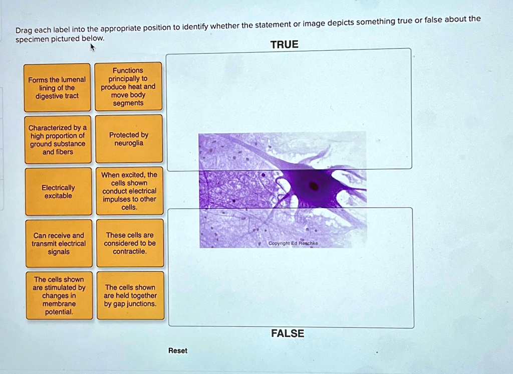 Drag each label into the appropriate position to identify whether the ...