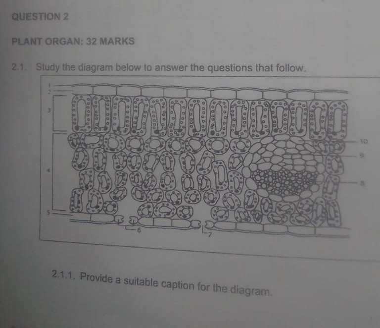 SOLVED: QUESTION 2 PLANT ORGAN: 32 MARKS 2.1. Sludy the diagram below ... SOLVED: QUESTION 2 PLANT ORGAN: 32 MARKS 2.1. Sludy the diagram below ...