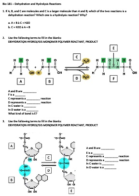 bio 181 dehydration and hydrolysis reactions 1 if a b and c are ...