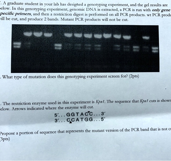SOLVED: A graduate student in your lab has designed a genotyping ...