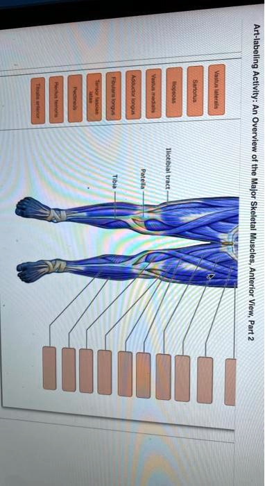 SOLVED: Iliotibial Tract Art-Labeling Activity: An Overview of the Major Skeletal Muscles ...