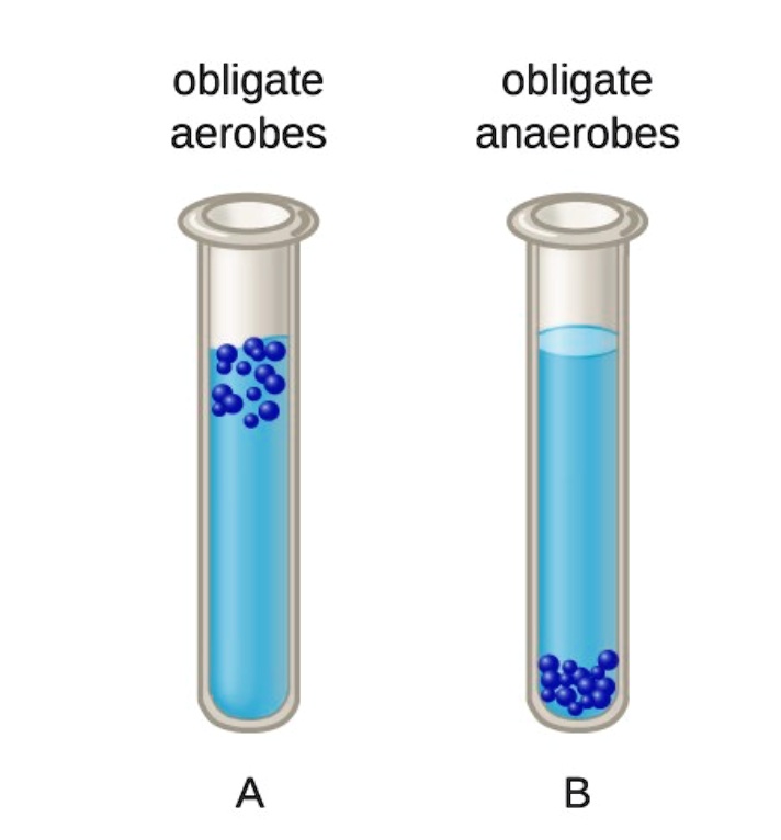 SOLVED: obligate aerobes obligate anaerobes A B