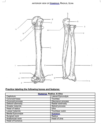 ANTERIOR VIEW OF HUMERUS, RADIUS, ULNA Practice labeling the following ...
