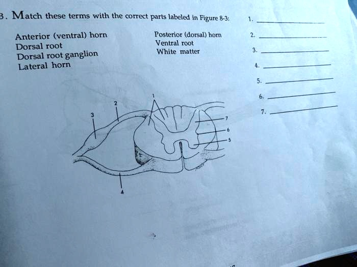 SOLVED: Match these terms with the correct parts labeled in Figure 8-3 ...
