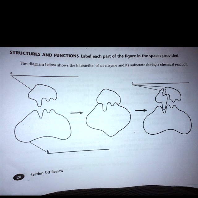 STRUCTURES AND FUNCTIONS Label each part of the figure in the spaces ...