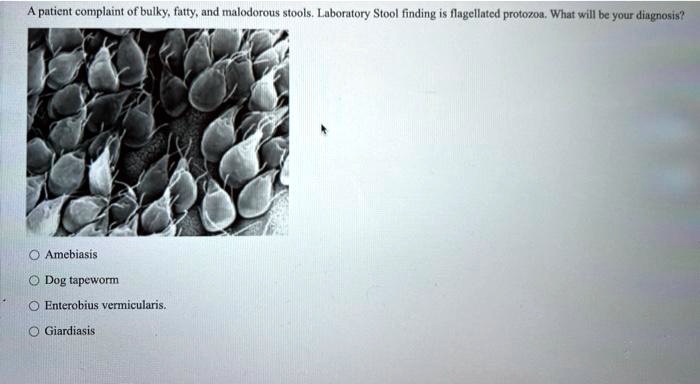 patient complint of bulky fatty and malocous stools laborutory stool ...