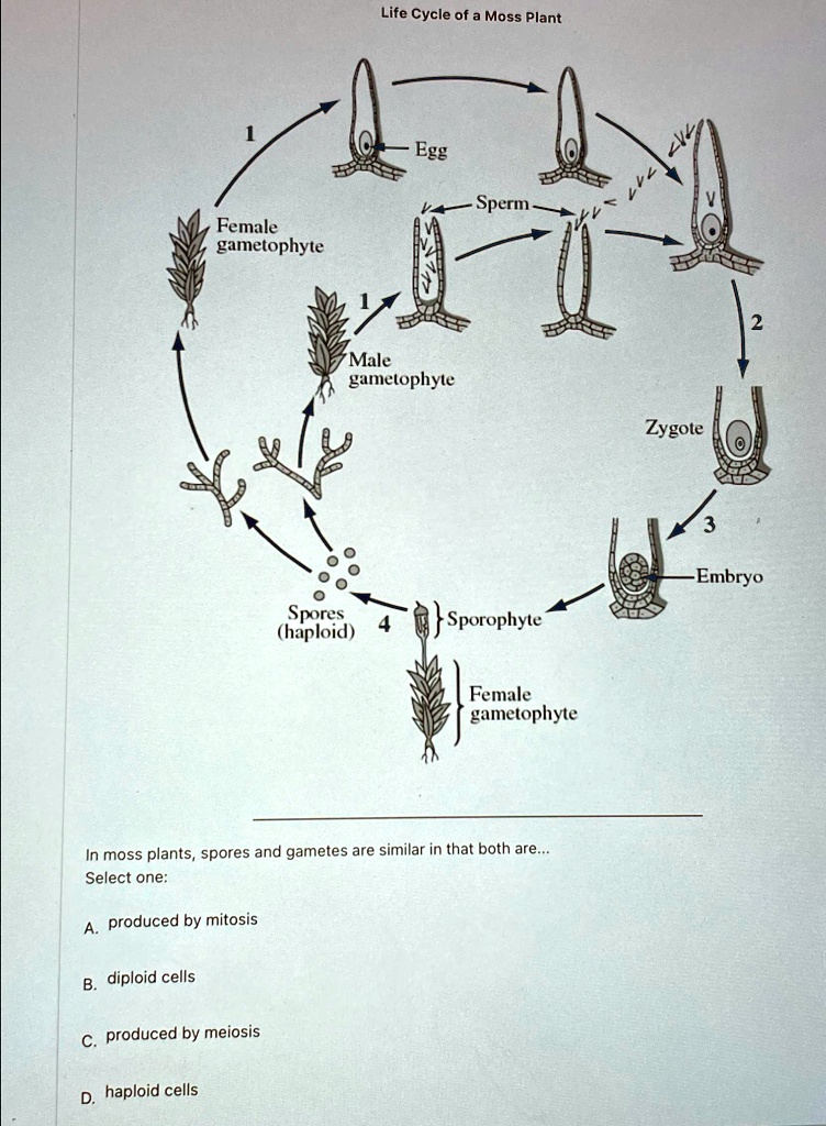 1 Female gametophyte Life Cycle of a Moss Plant Egg Sperm Male ...
