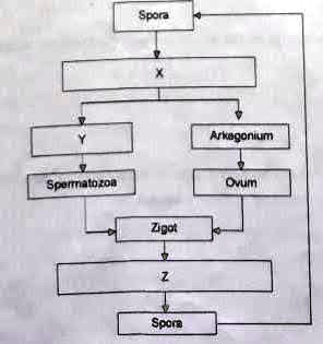 SOLVED: Perhatikan skema perkembangbiakan tumbuhan paku berikut ...
